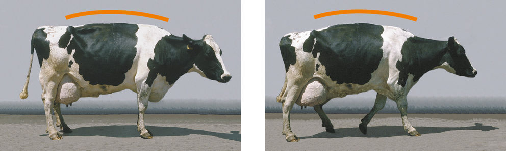 Locomotion Score | Raiffeisen Waren-Zentrale Rhein-Main AG