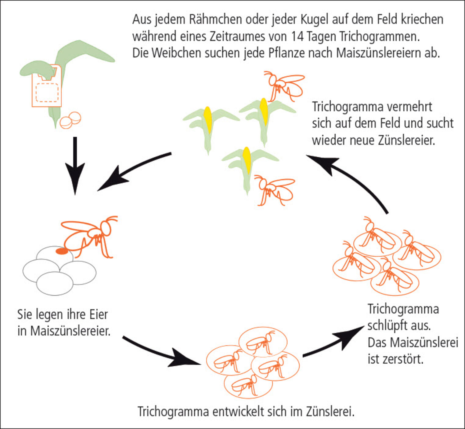 Trichogramma | Raiffeisen Waren-Zentrale Rhein-Main AG