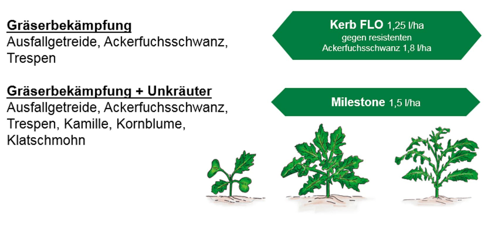 Winterraps – jetzt kommt die Zeit für Kerb FLO oder Milestone ...